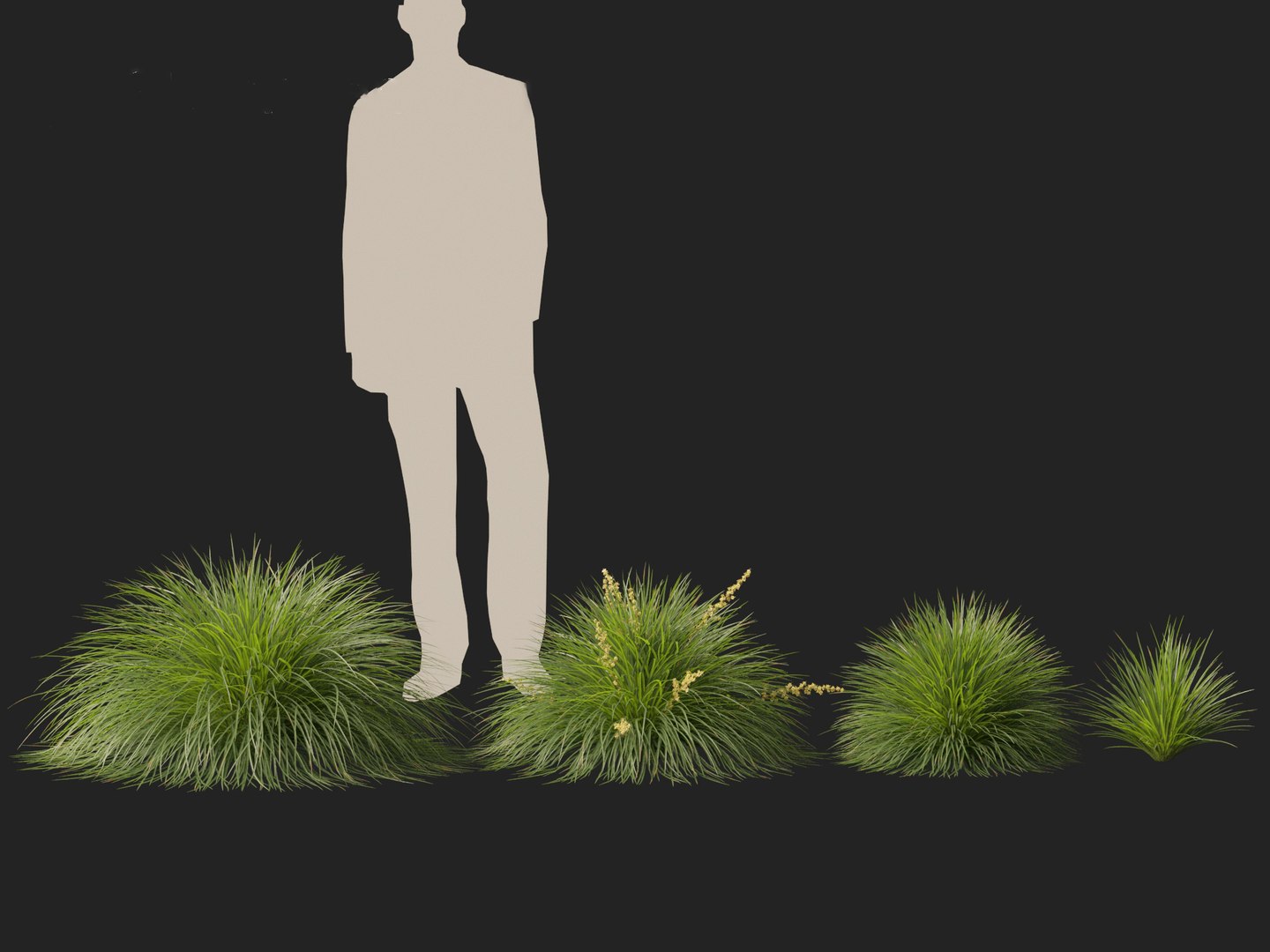 3D Lomandra Lime Tuff - Mat Rush Model - TurboSquid 2197260