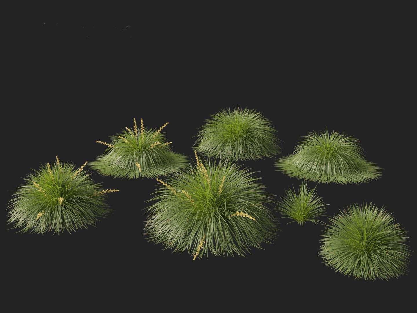 3D Lomandra Lime Tuff - Mat Rush Model - TurboSquid 2197260