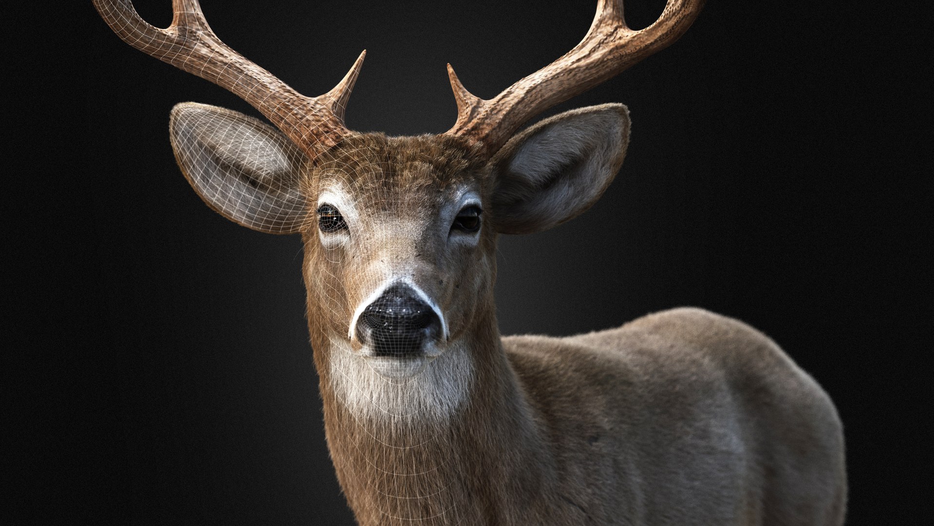 Deer 2025 Static Version XGEN-CORE 3D - TurboSquid 2353075