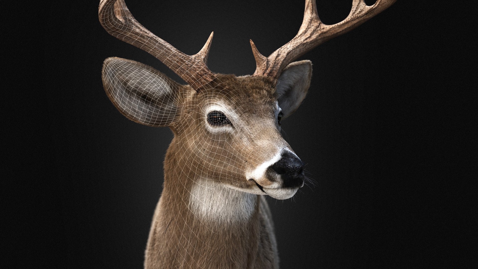 Deer 2025 Static Version XGEN-CORE 3D - TurboSquid 2353075