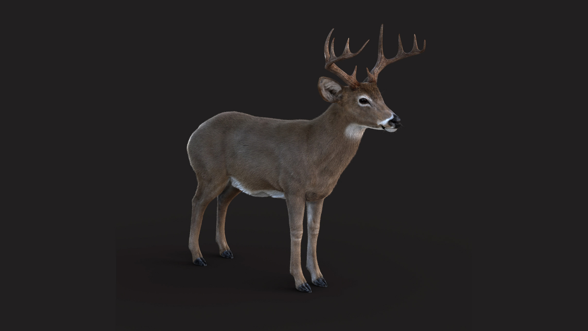 Deer 2025 Static Version XGEN-CORE 3D - TurboSquid 2353075