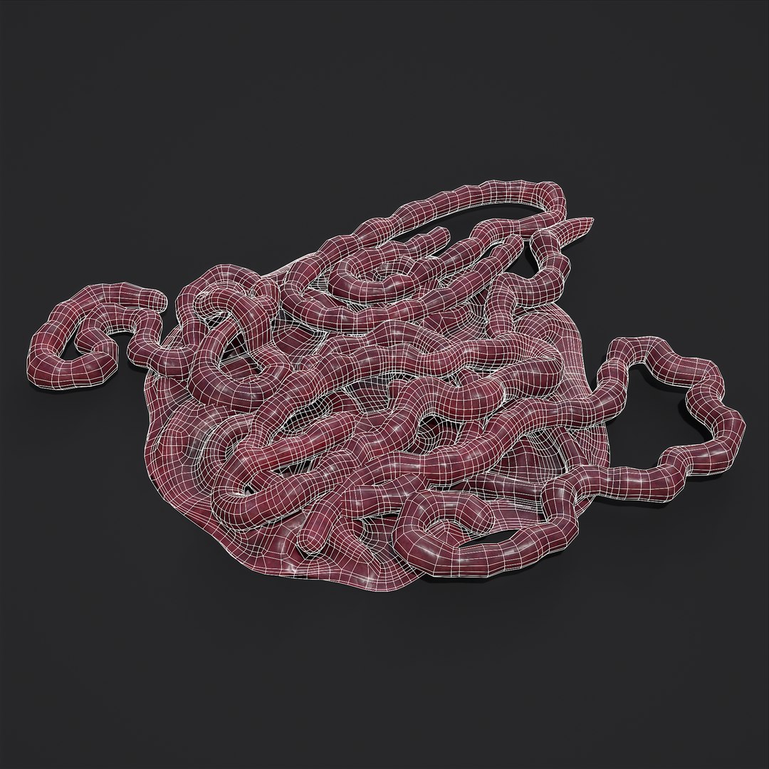 Intestines 3D model - TurboSquid 1872698