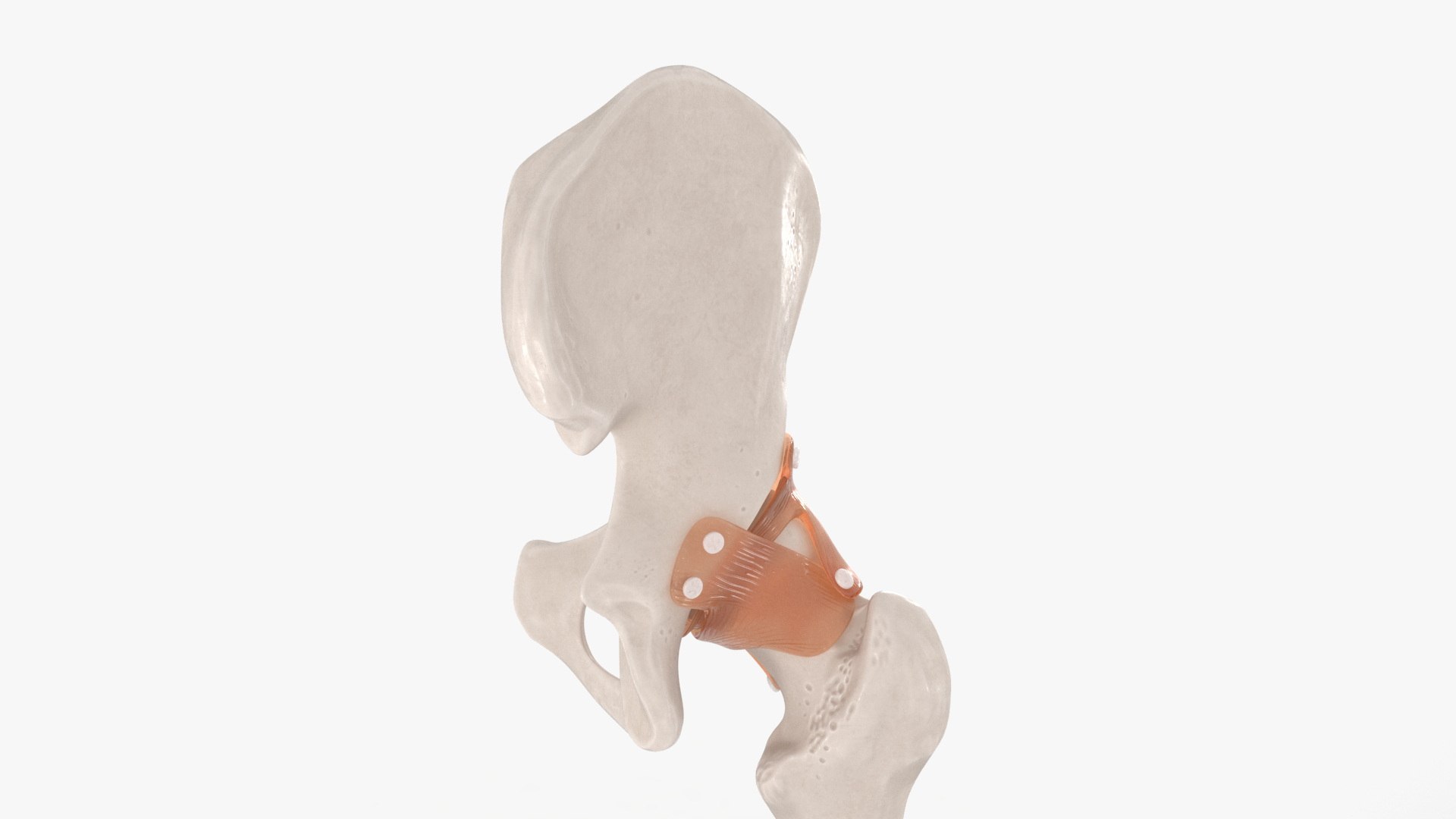Hip Joint Model - TurboSquid 2287629