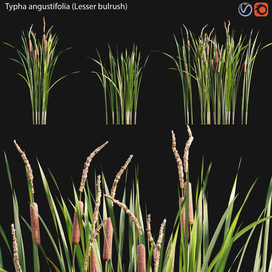 Typha angustifolia 02 model - TurboSquid 1785288