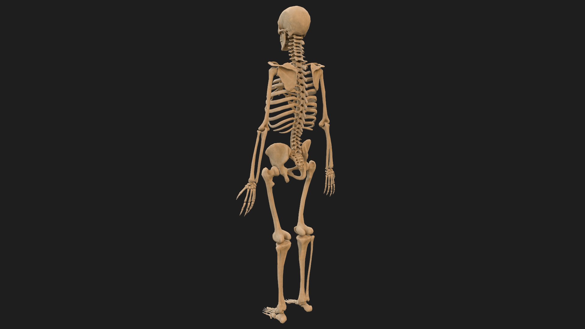 Human Male Skeleton Bones Anatomy Model - TurboSquid 1835302