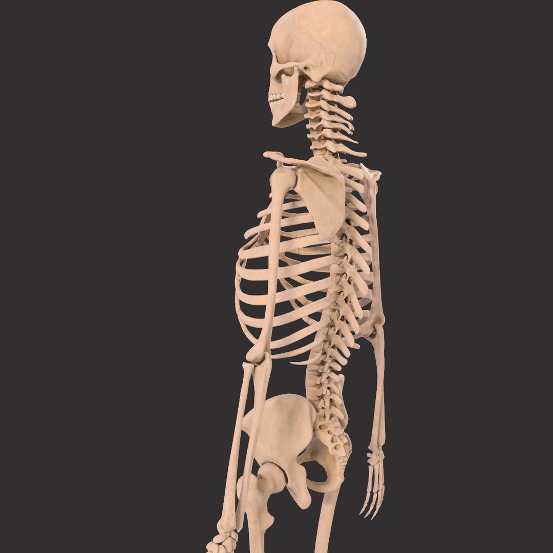Human Male Skeleton Bones Anatomy Model - TurboSquid 1835302