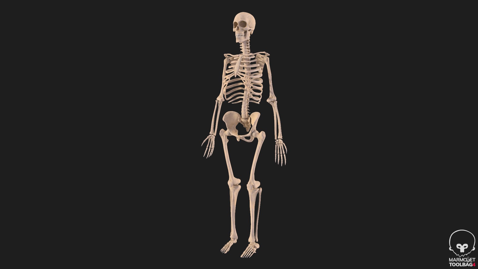 Human Male Skeleton Bones Anatomy Model - TurboSquid 1835302