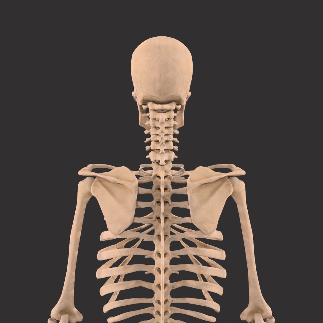 Human Male Skeleton Bones Anatomy Model - TurboSquid 1835302