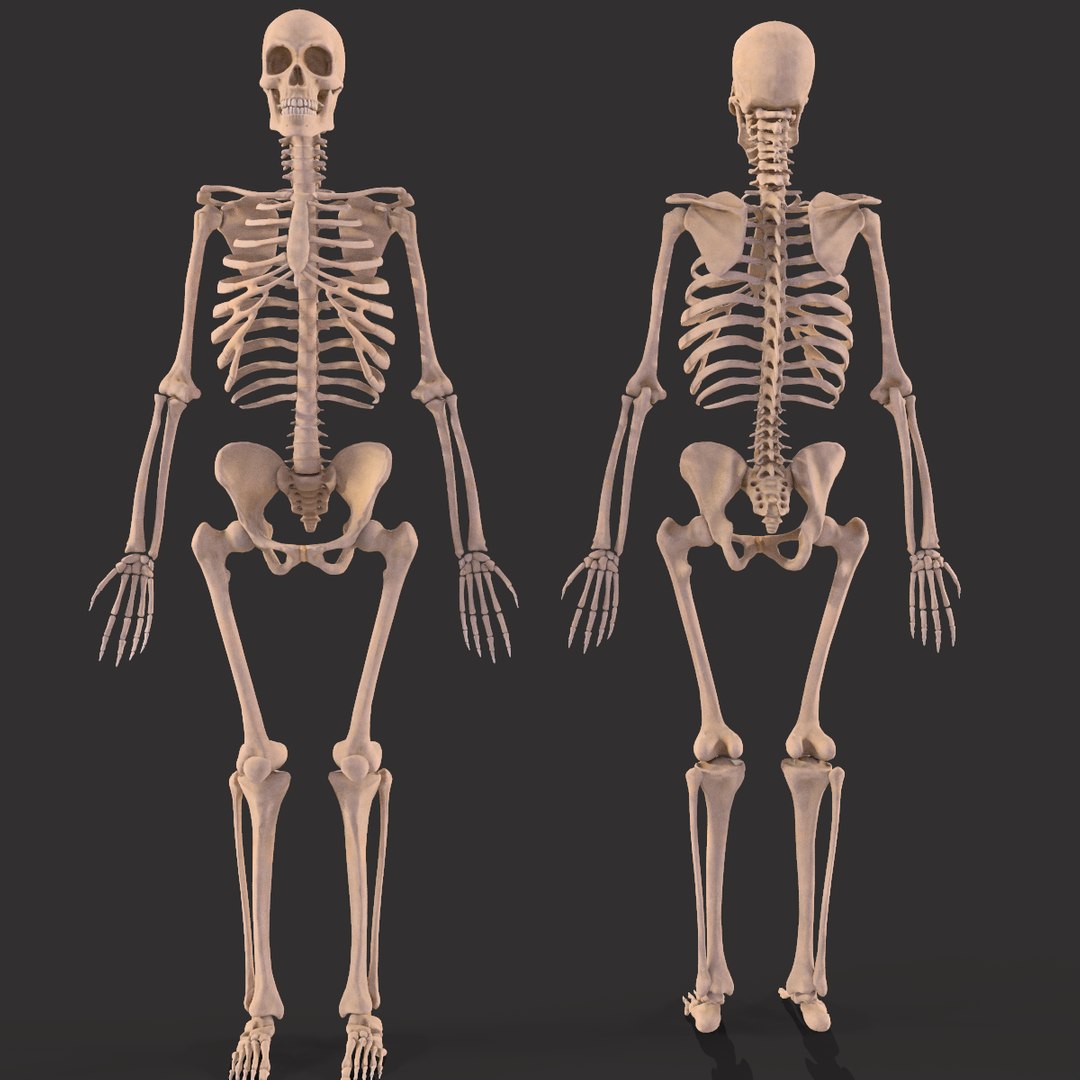 Human Male Skeleton Bones Anatomy Model - TurboSquid 1835302