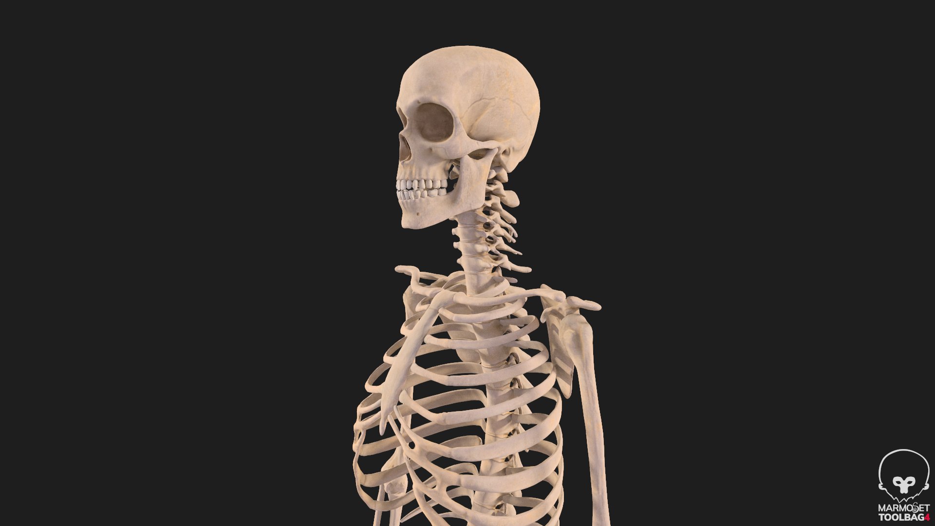 Human Male Skeleton Bones Anatomy Model - TurboSquid 1835302