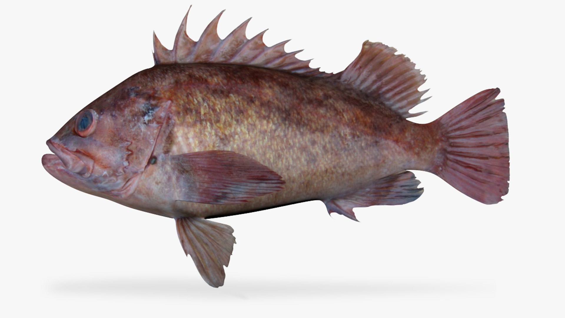 Brown rockfish model - TurboSquid 1423813