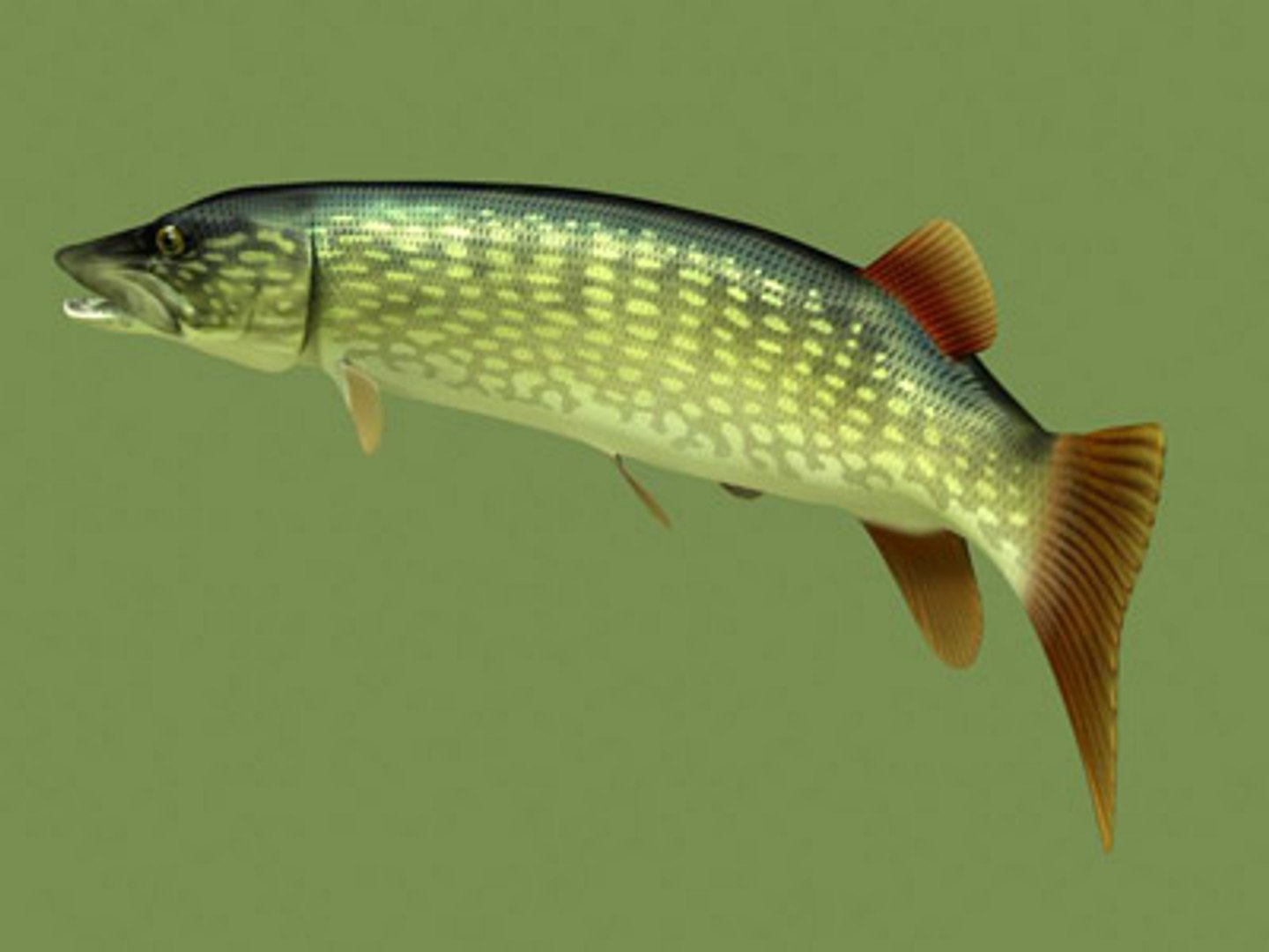 Northern Pike 3d Model