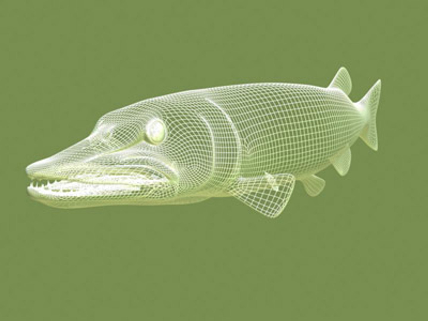 Northern Pike 3d Model