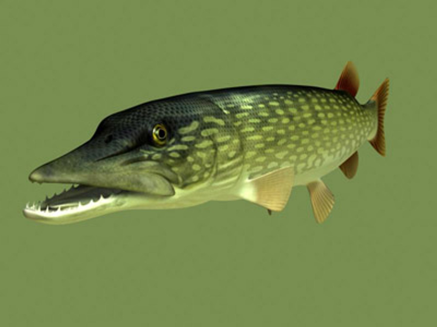 Northern Pike 3d Model