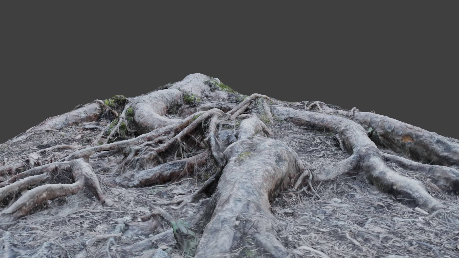 Scanned Roots 3D Model - TurboSquid 1703568