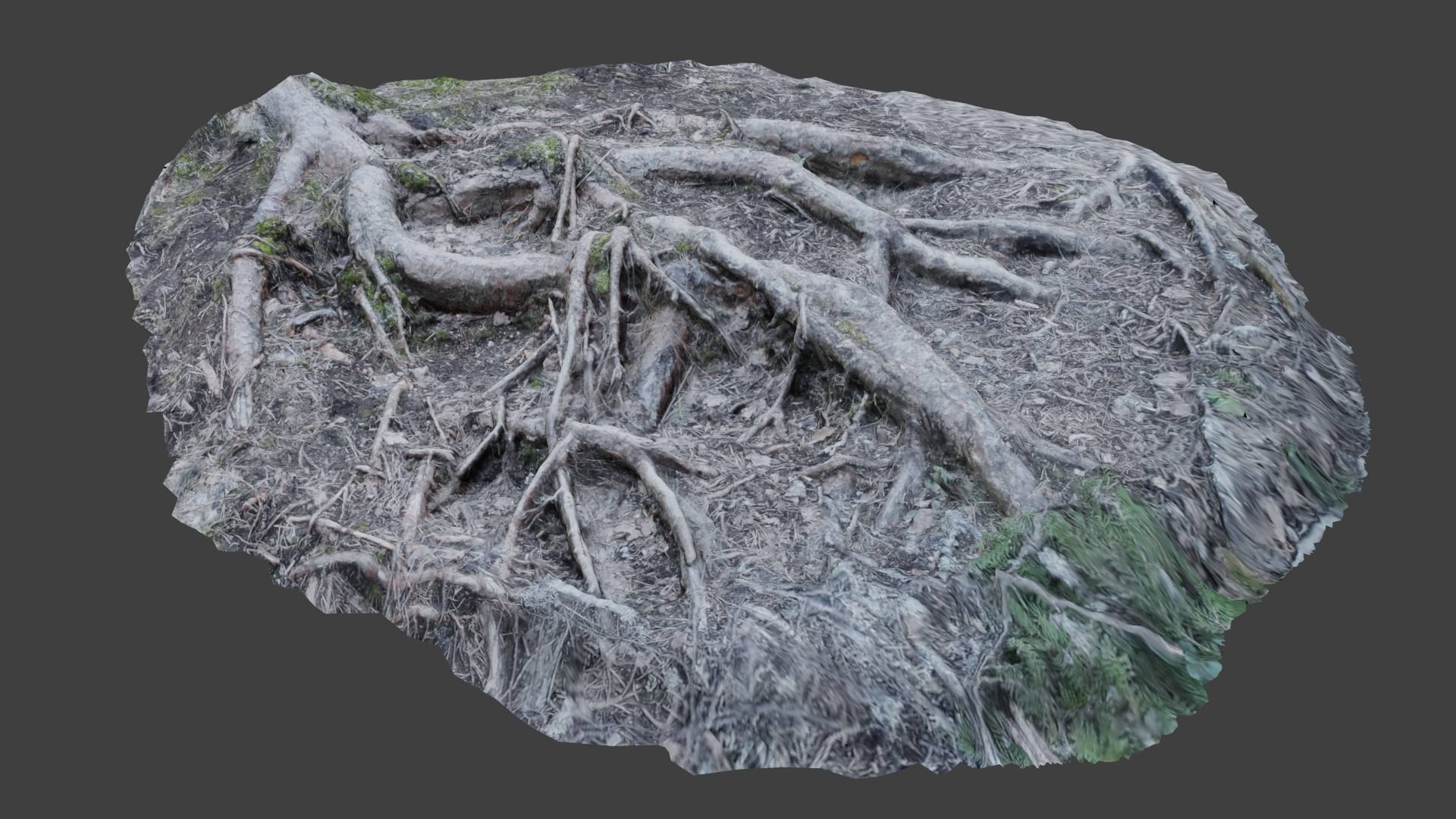 Scanned Roots 3D Model - TurboSquid 1703568