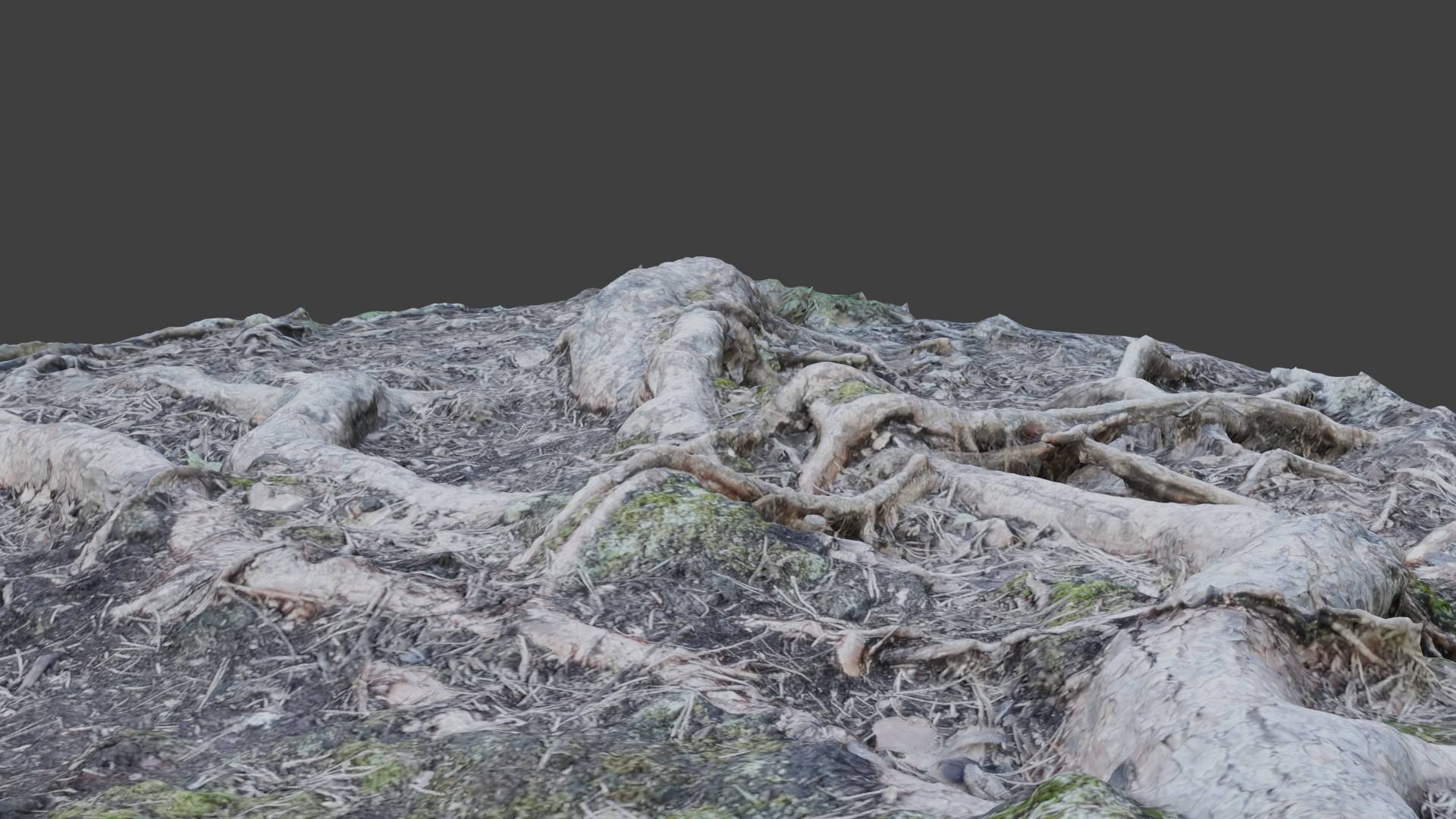 Scanned Roots 3D Model - TurboSquid 1703568