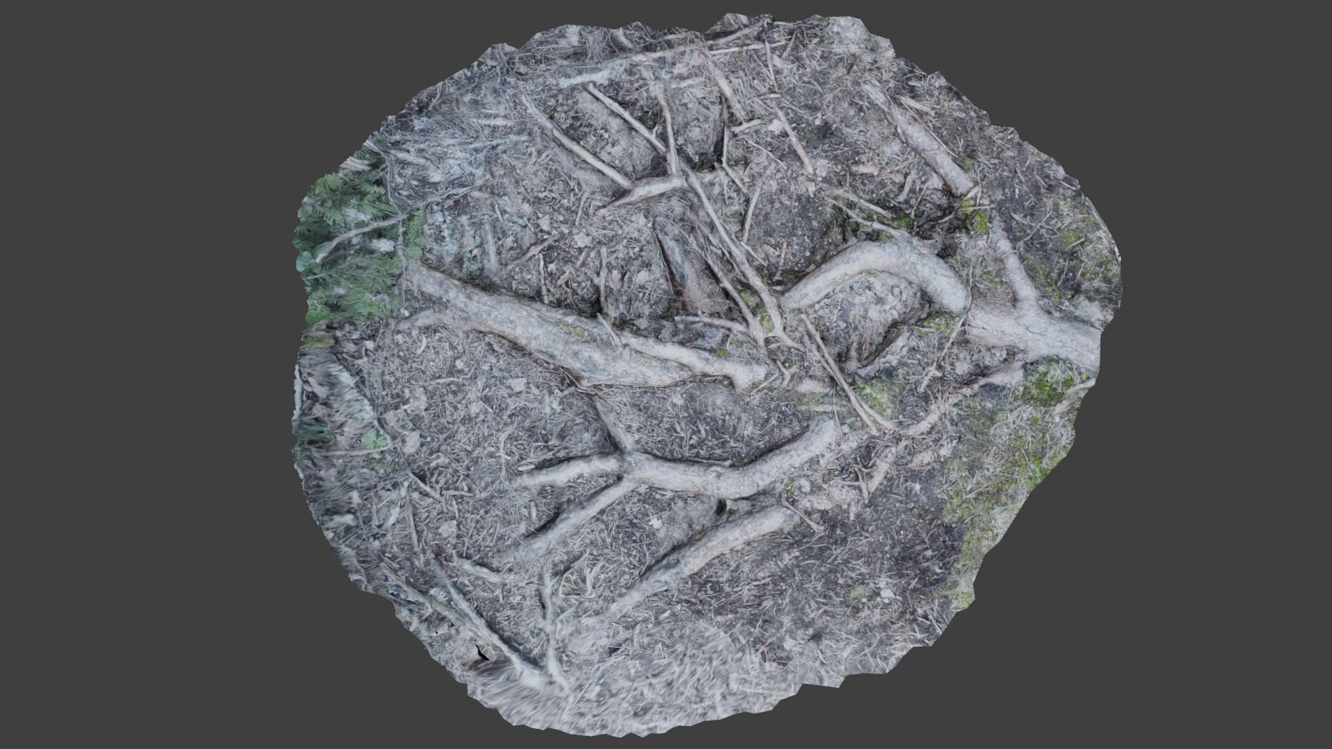 Scanned Roots 3D Model - TurboSquid 1703568
