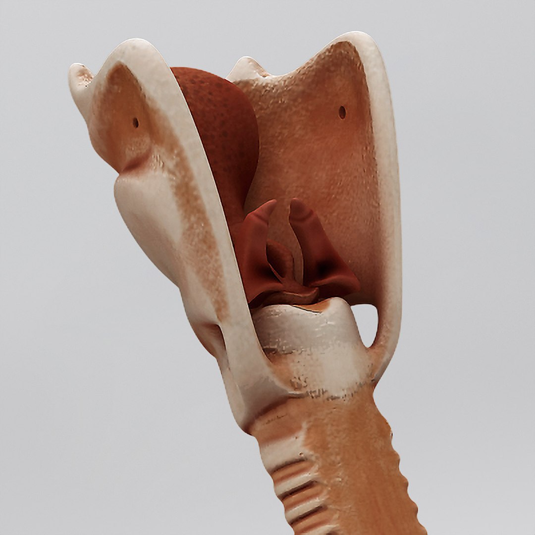 3ds Max Human Larynx - Anatomy