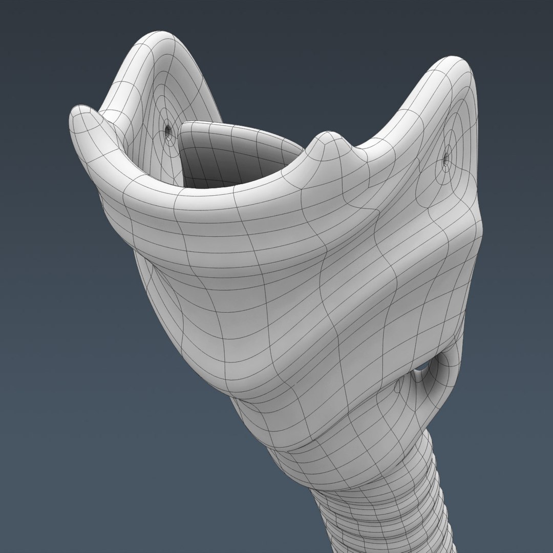 3ds Max Human Larynx - Anatomy