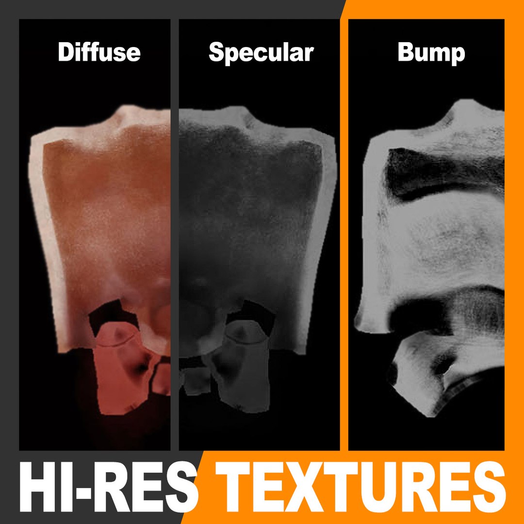 3ds Max Human Larynx - Anatomy