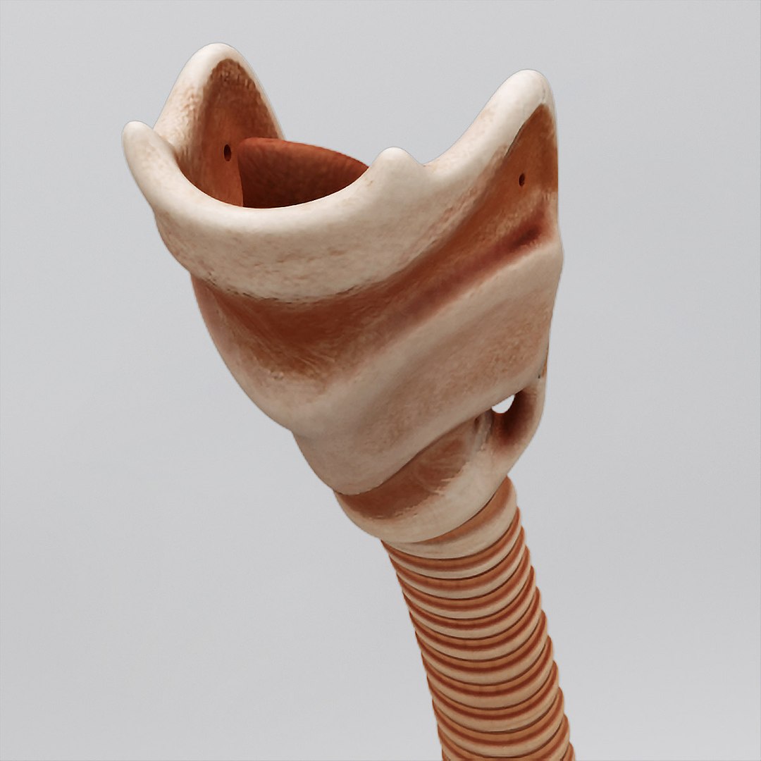 3ds Max Human Larynx - Anatomy