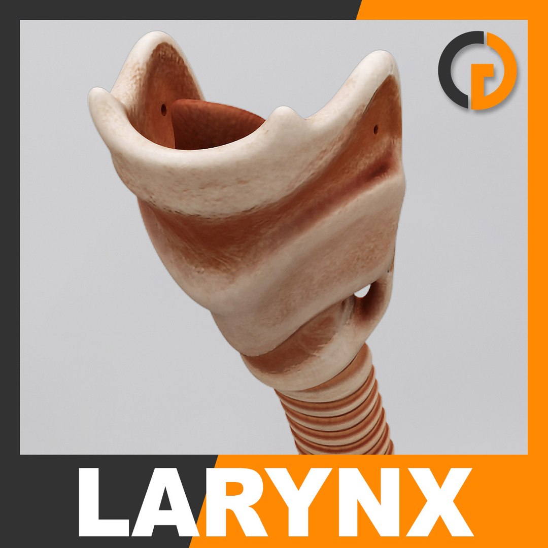 3ds Max Human Larynx - Anatomy