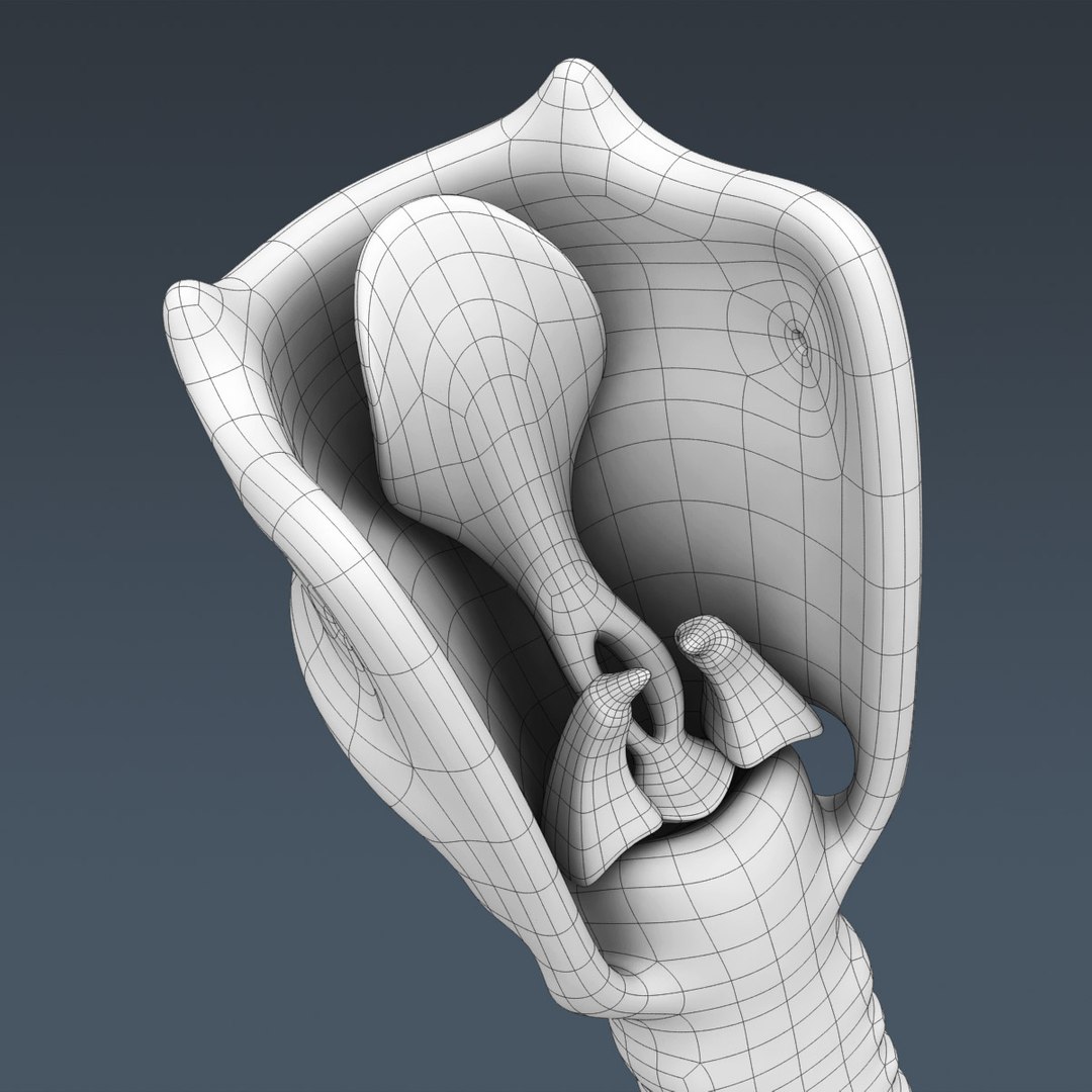 3ds Max Human Larynx - Anatomy