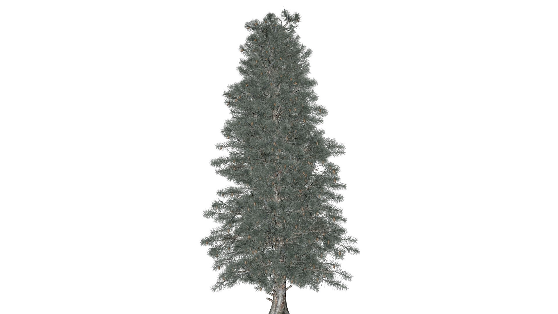 3D Model Colorado Blue Spruce Tree - 04 - - TurboSquid 2373410
