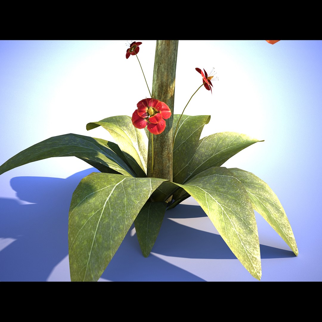 3d Red Flower