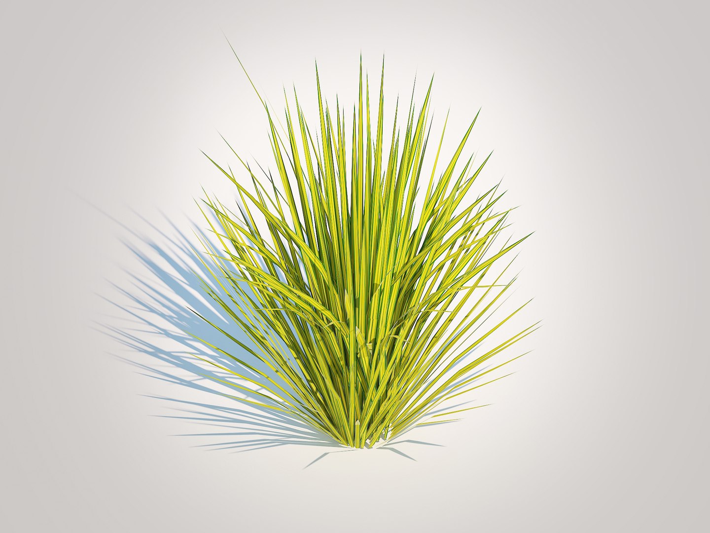 3D Model Carex Elata - Bowles Golden Sedge - TurboSquid 2281482
