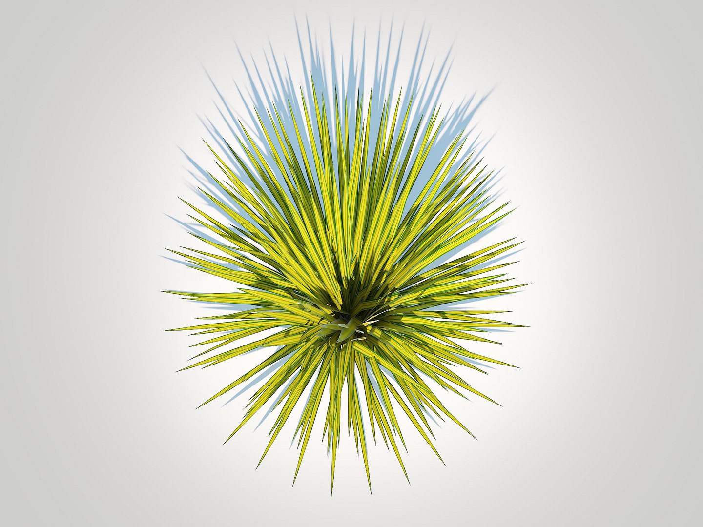 3D Model Carex Elata - Bowles Golden Sedge - TurboSquid 2281482