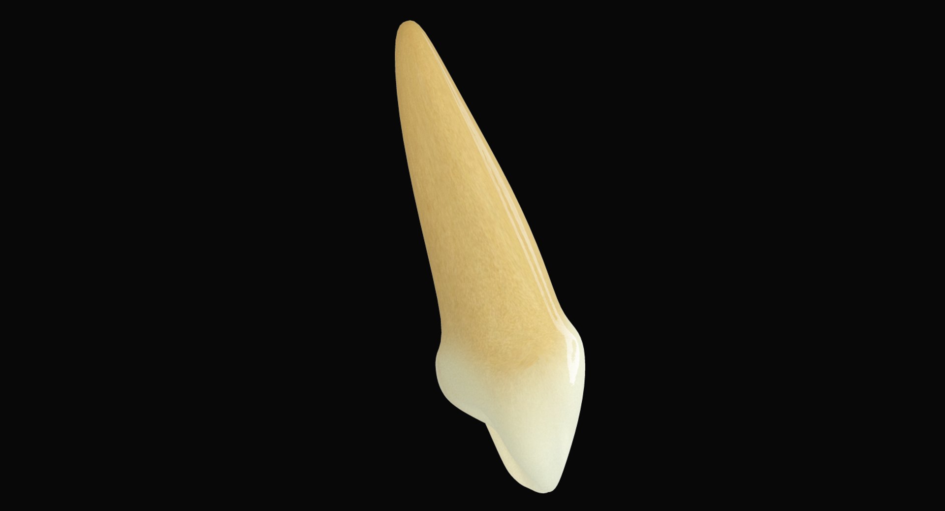 3d Primary Central Incisor Model