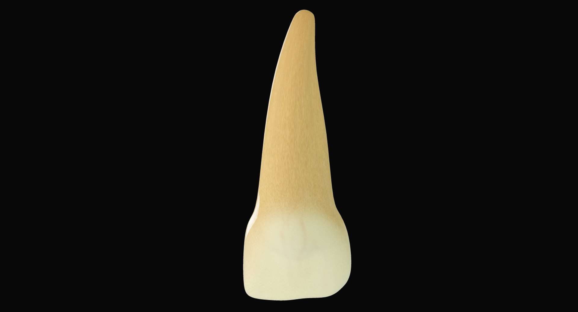 3d Primary Central Incisor Model