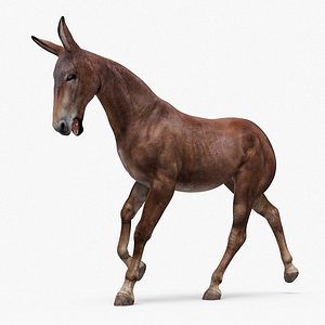 3D Mule Models - Browse & Download Formats - TurboSquid