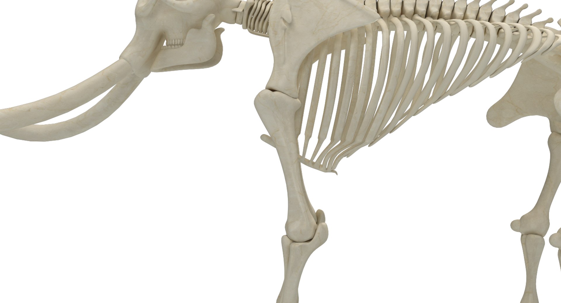 Mammoth Skeleton 3D Model - TurboSquid 1287187
