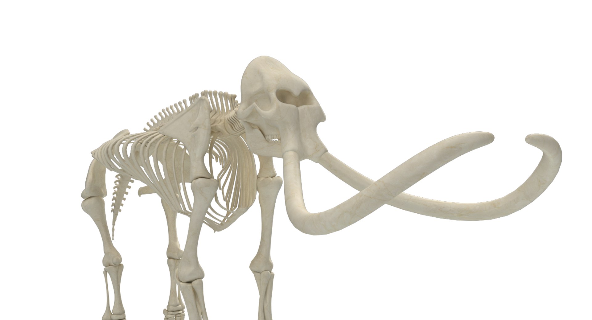 Mammoth Skeleton 3D Model - TurboSquid 1287187