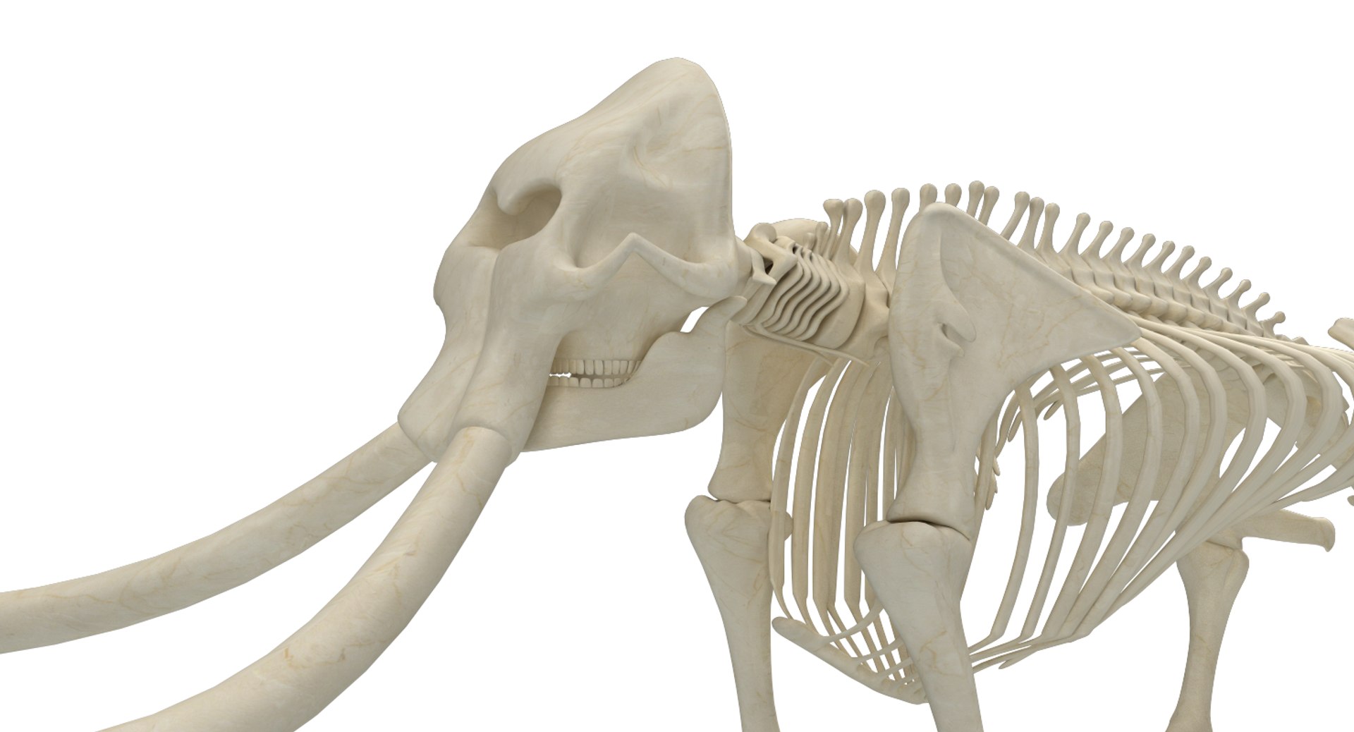 Mammoth Skeleton 3D Model - TurboSquid 1287187