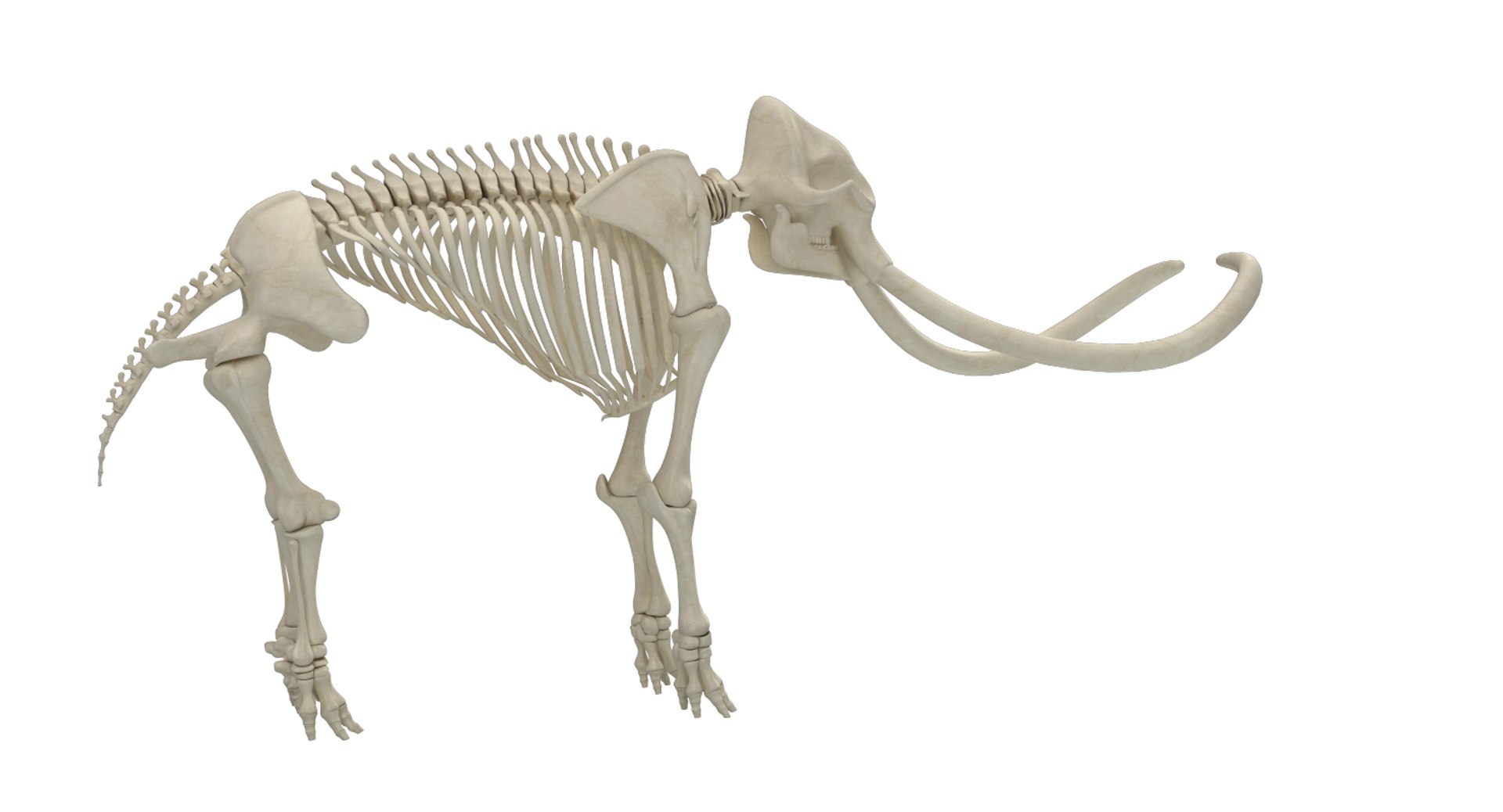 Mammoth Skeleton 3D Model - TurboSquid 1287187