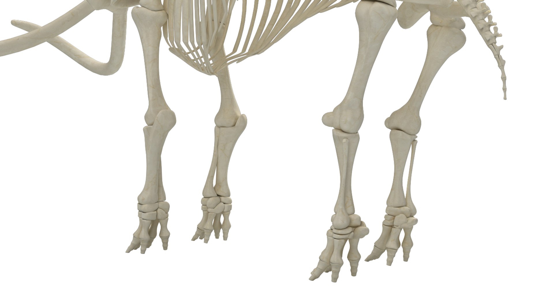 Mammoth Skeleton 3D Model - TurboSquid 1287187