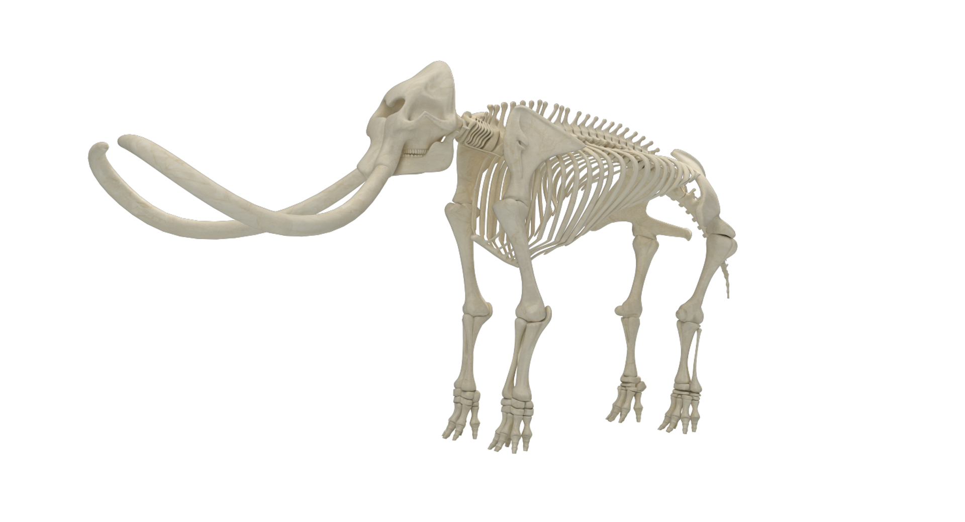 Mammoth Skeleton 3D Model - TurboSquid 1287187