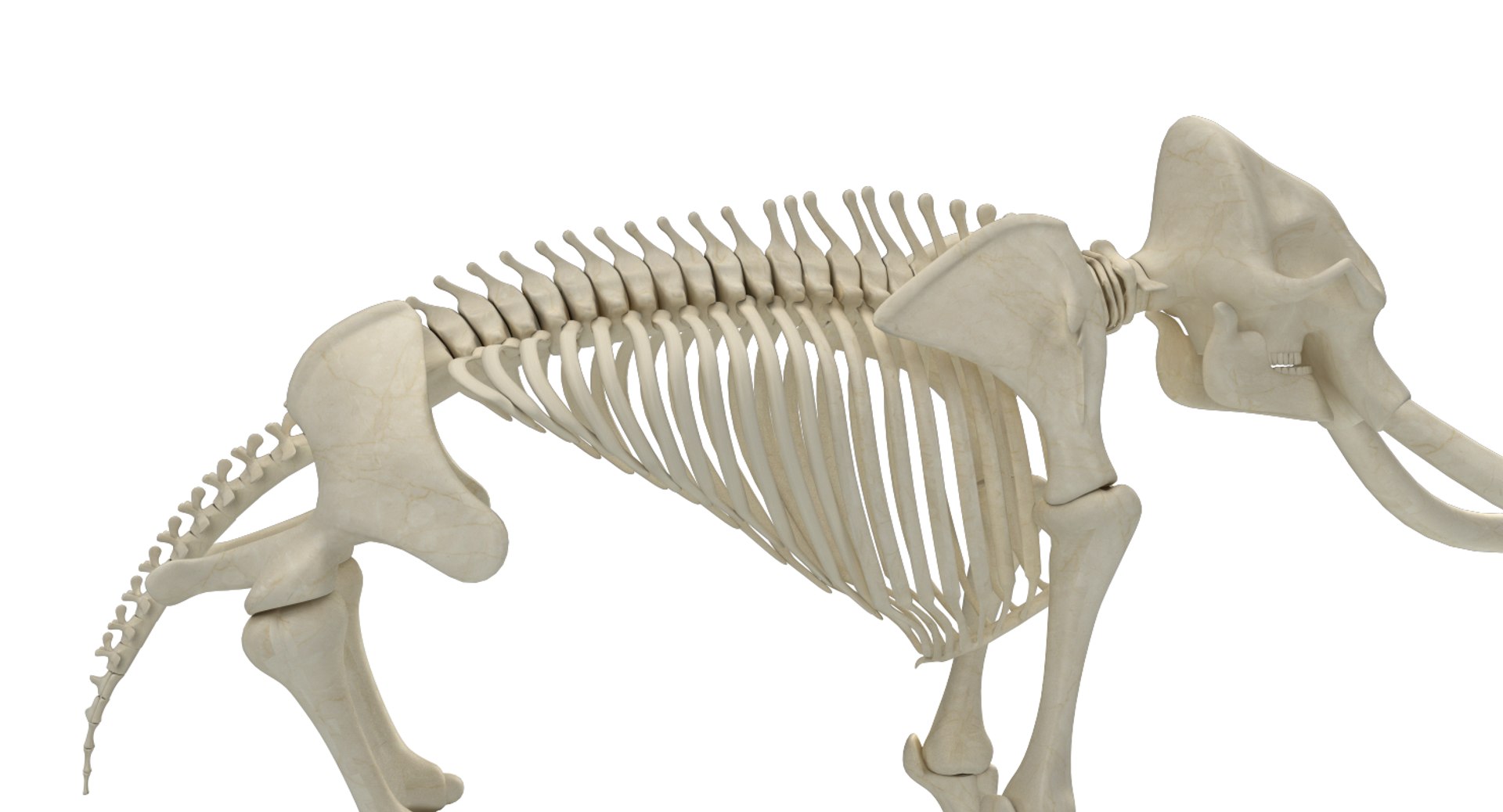 Mammoth Skeleton 3D Model - TurboSquid 1287187