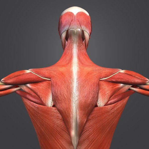 modelo 3d Músculos y esqueleto y arterias con cuerpo natural ...
