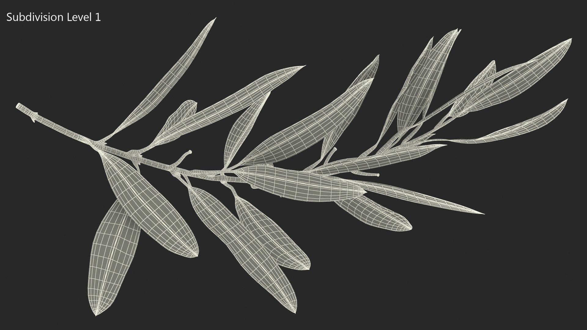 Olive Tree Branch No Olives 3D - TurboSquid 1947581