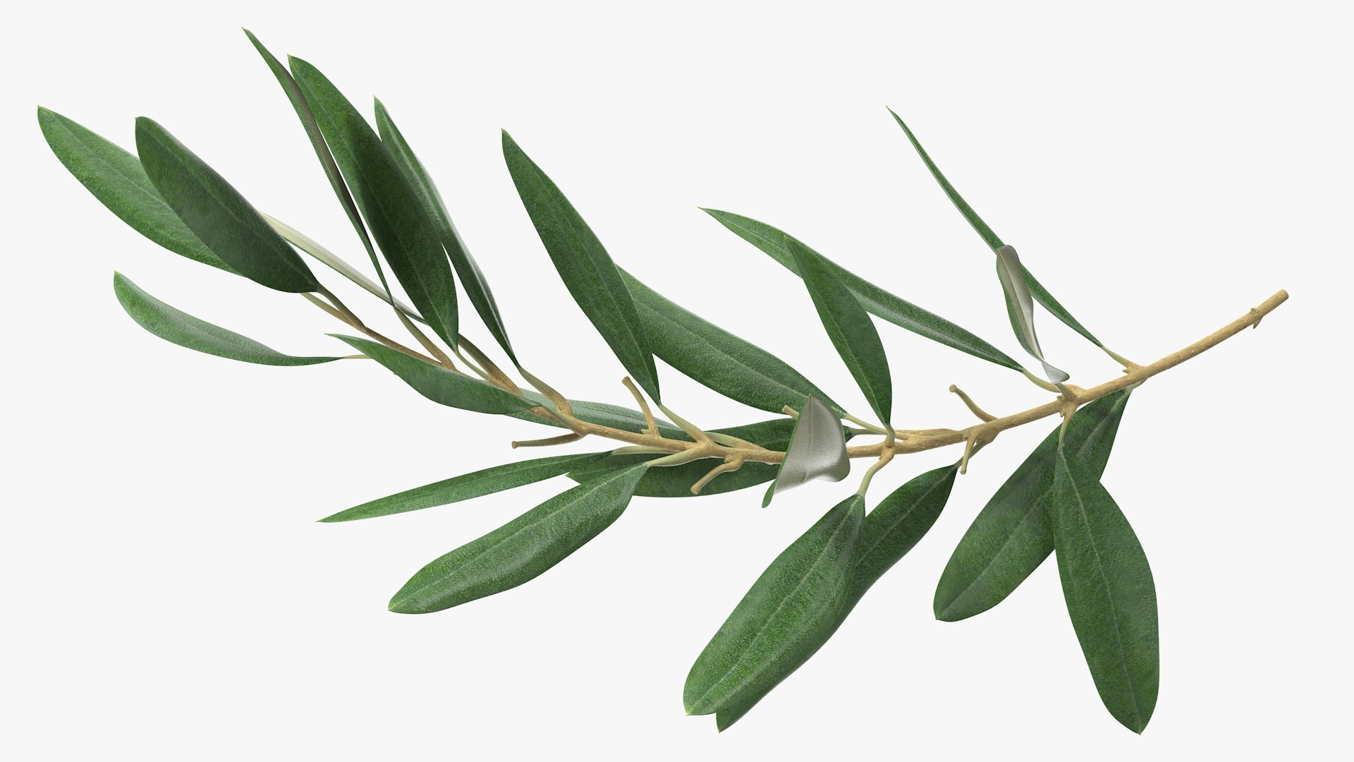 Olive Tree Branch No Olives 3D - TurboSquid 1947581