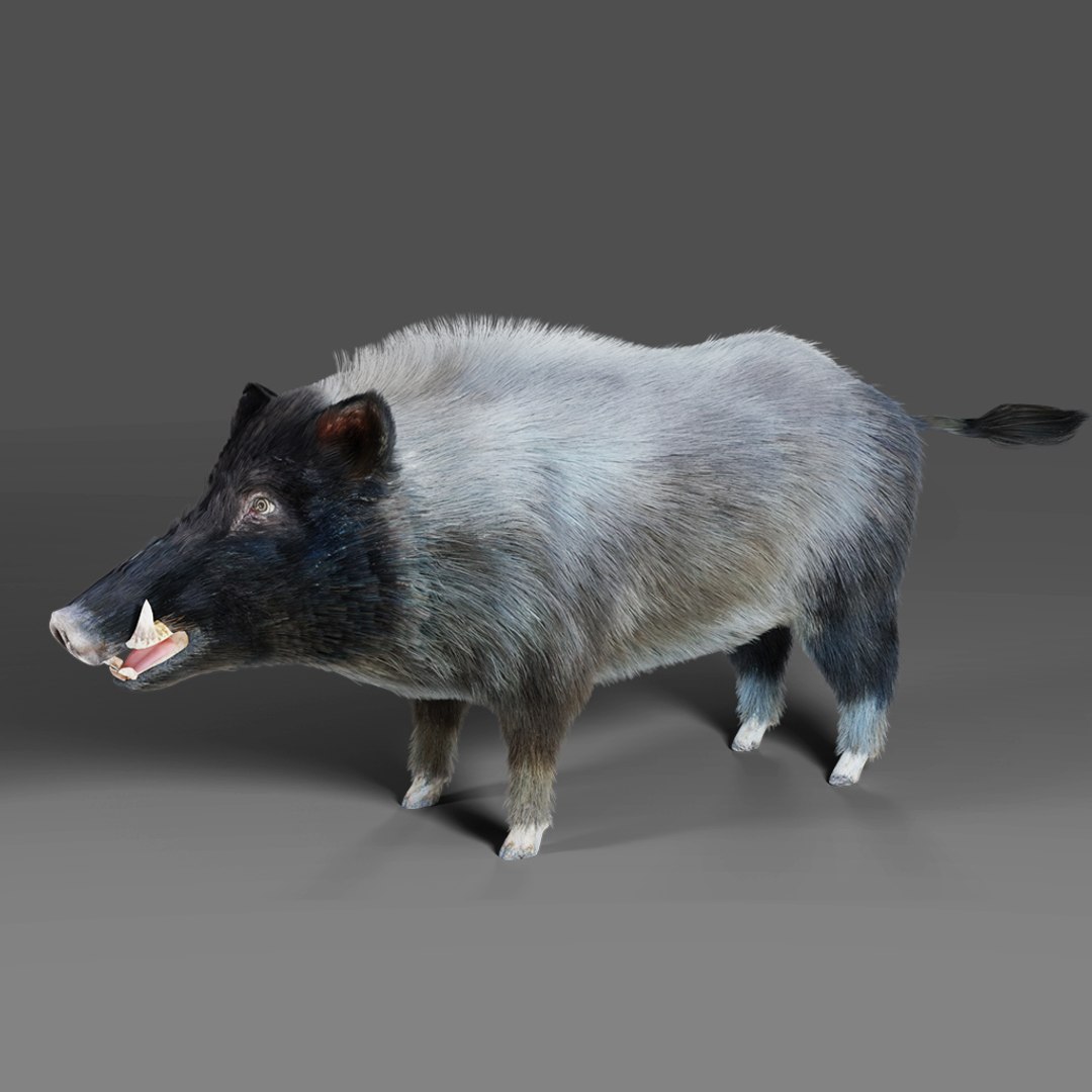 3D Model Fur Wild Boar V07 NO Rigged In Blender - TurboSquid 1992121