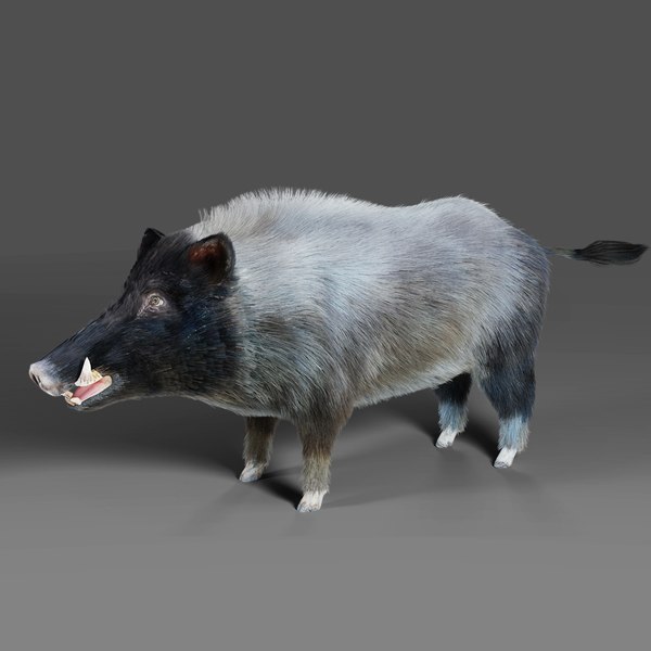 Boar 3D Models for Download | TurboSquid