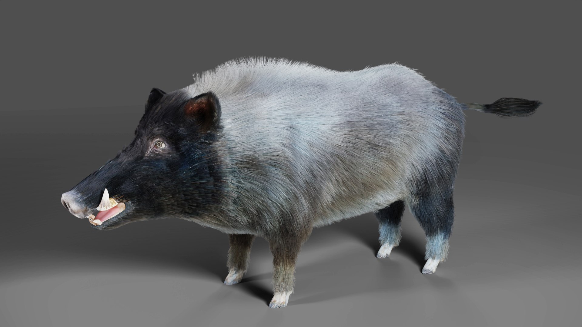 3D Model Fur Wild Boar V07 NO Rigged In Blender - TurboSquid 1992121
