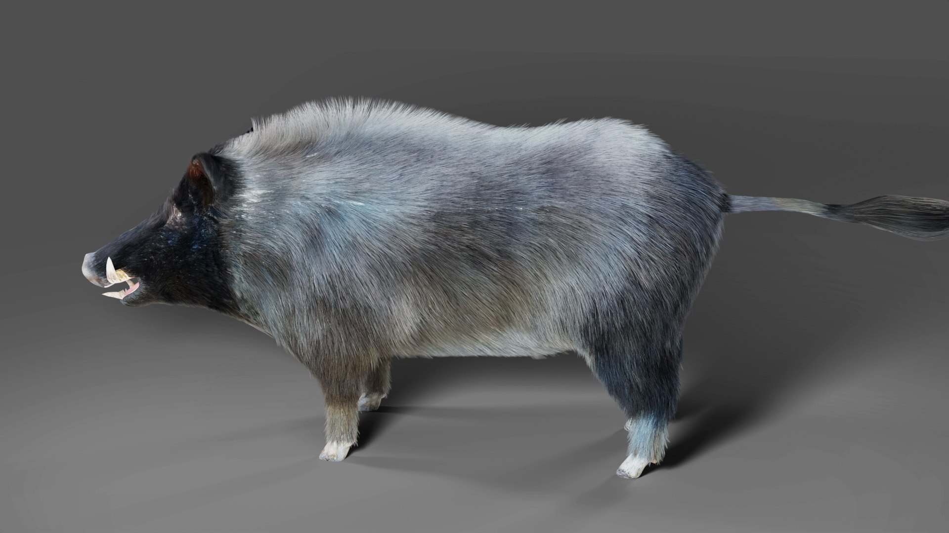3D Model Fur Wild Boar V07 NO Rigged In Blender - TurboSquid 1992121