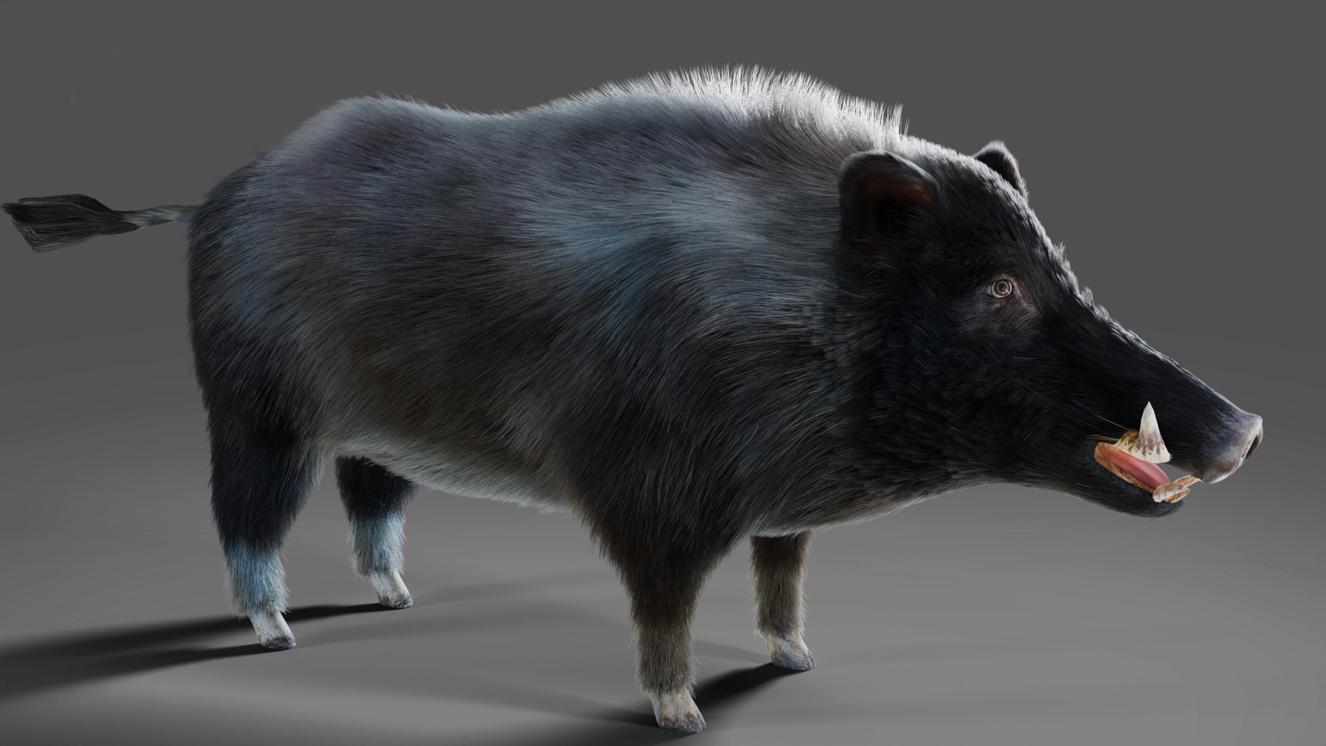 3D Model Fur Wild Boar V07 NO Rigged In Blender - TurboSquid 1992121